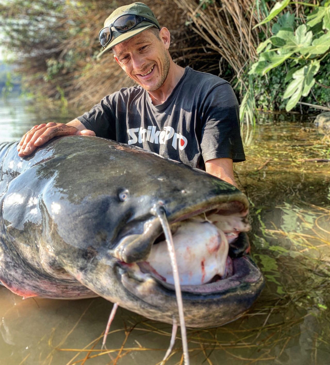 catfish and carp holidays on the Ebro